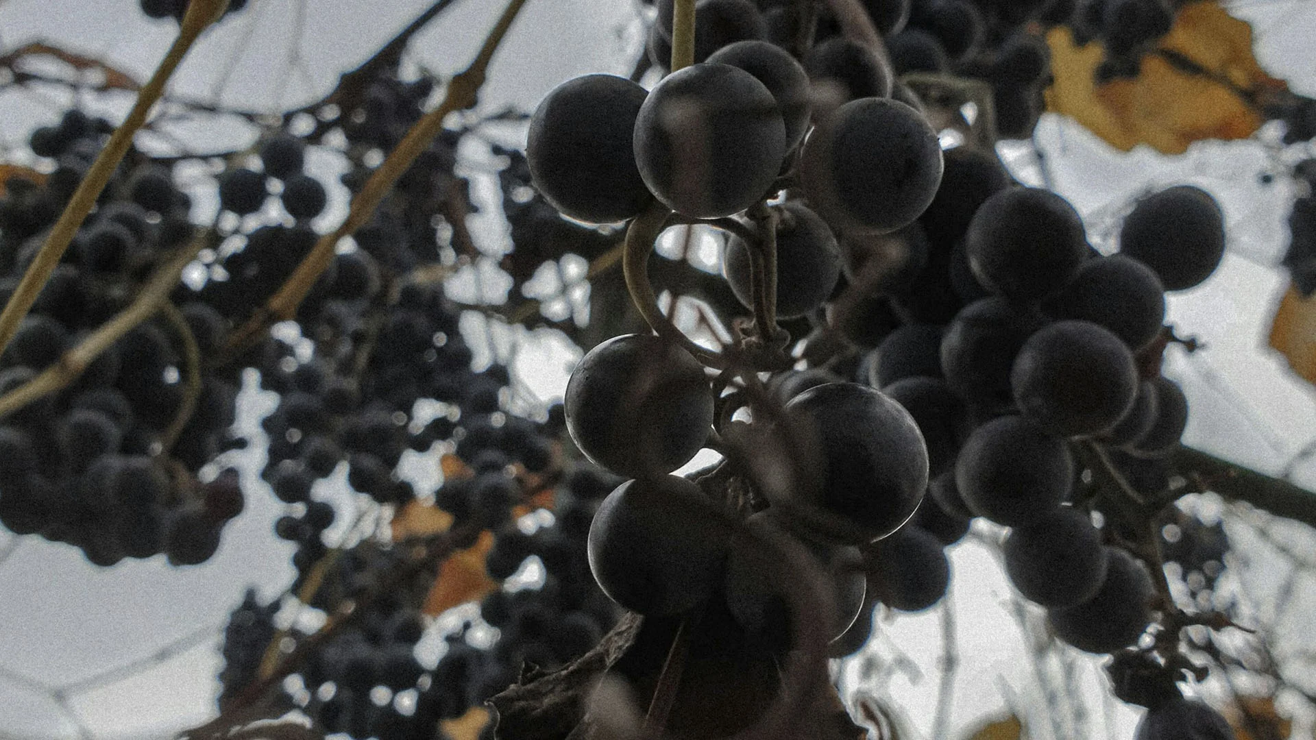 Discover Clairette: Everything You Need to Know About this Grape Varietal